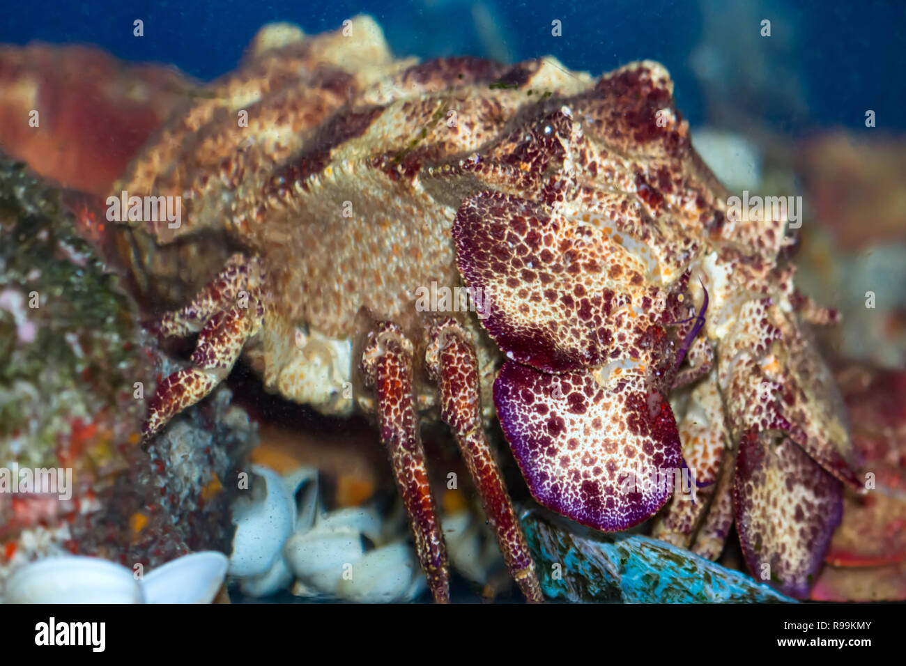 Close up Cassis / helmet shells ! Stock Photo - Alamy