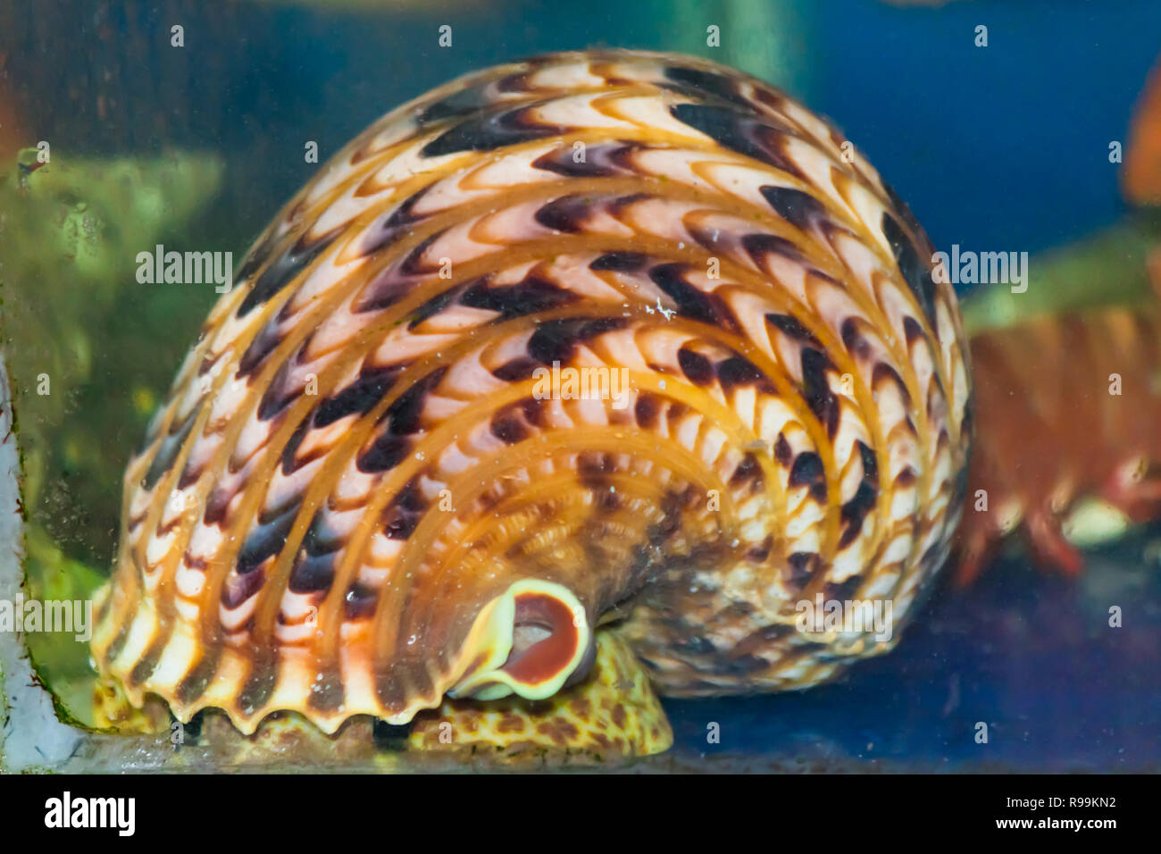 Wildlife shells hi-res stock photography and images - Alamy