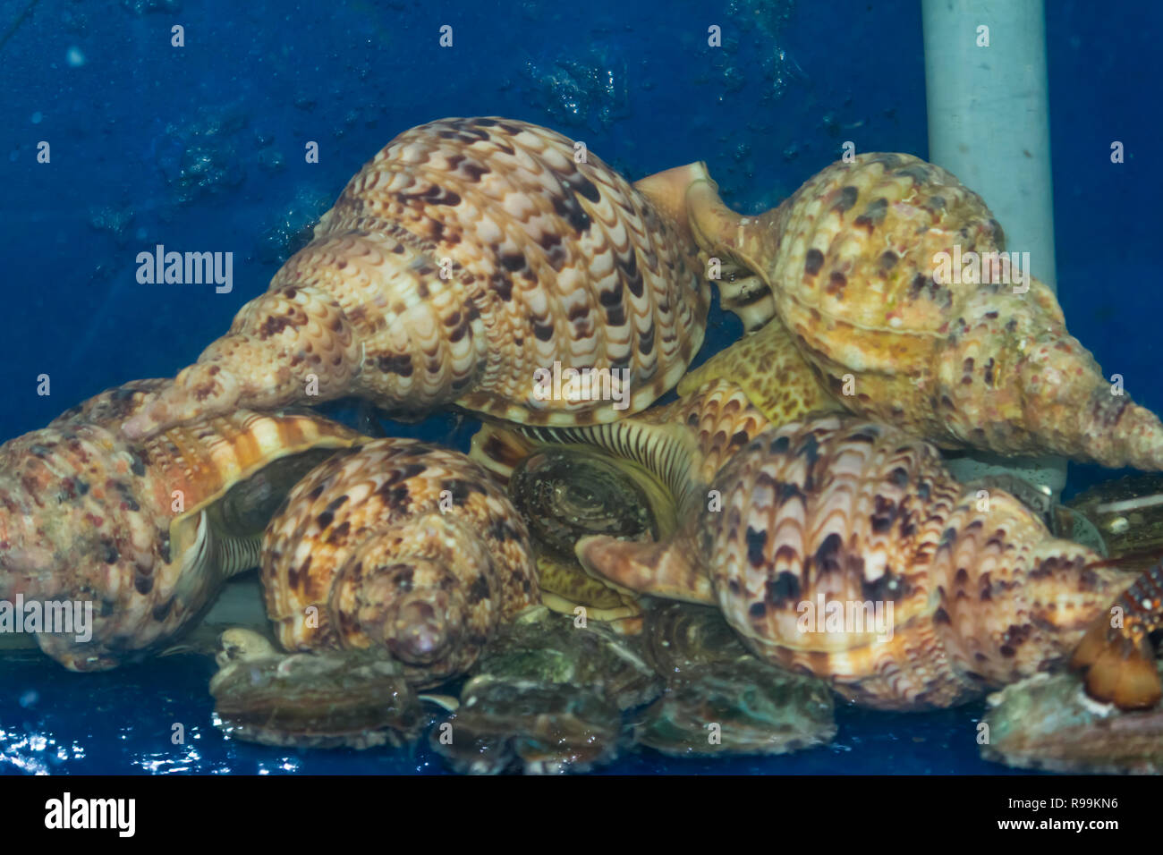 Wildlife shells hi-res stock photography and images - Alamy