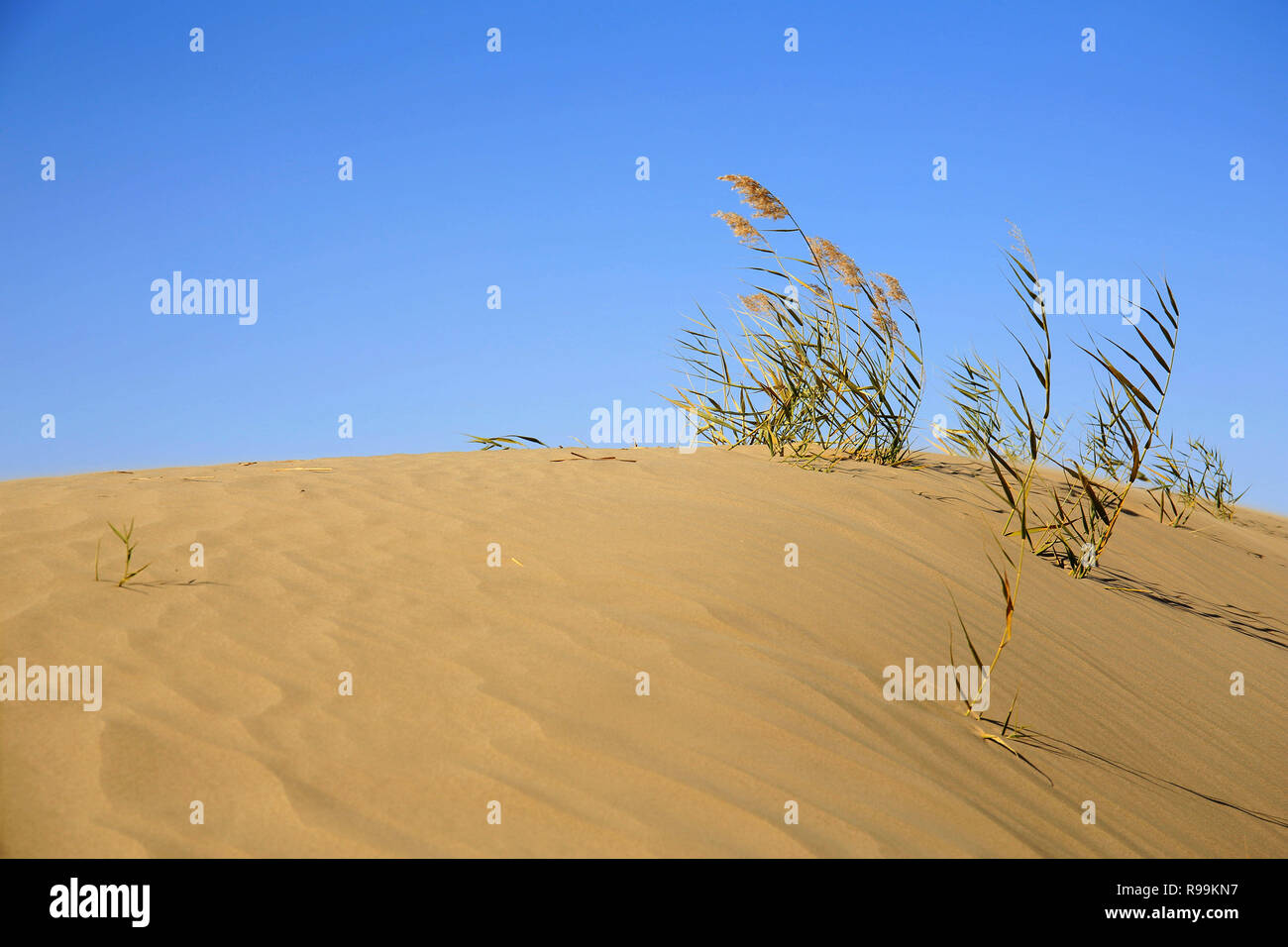 Jin ta hu yang lin jing gu hi-res stock photography and images - Alamy
