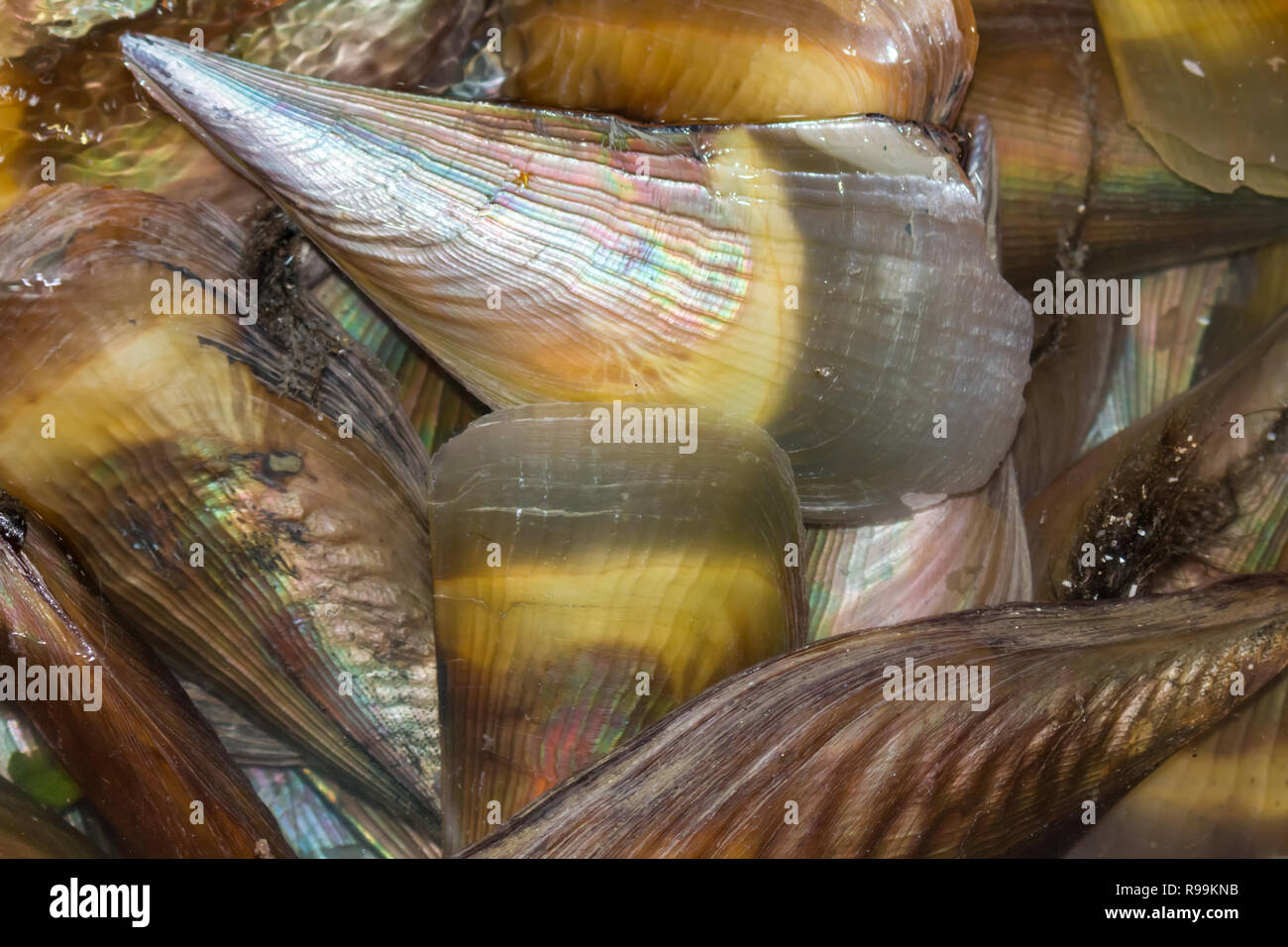 Wildlife shells hi-res stock photography and images - Alamy
