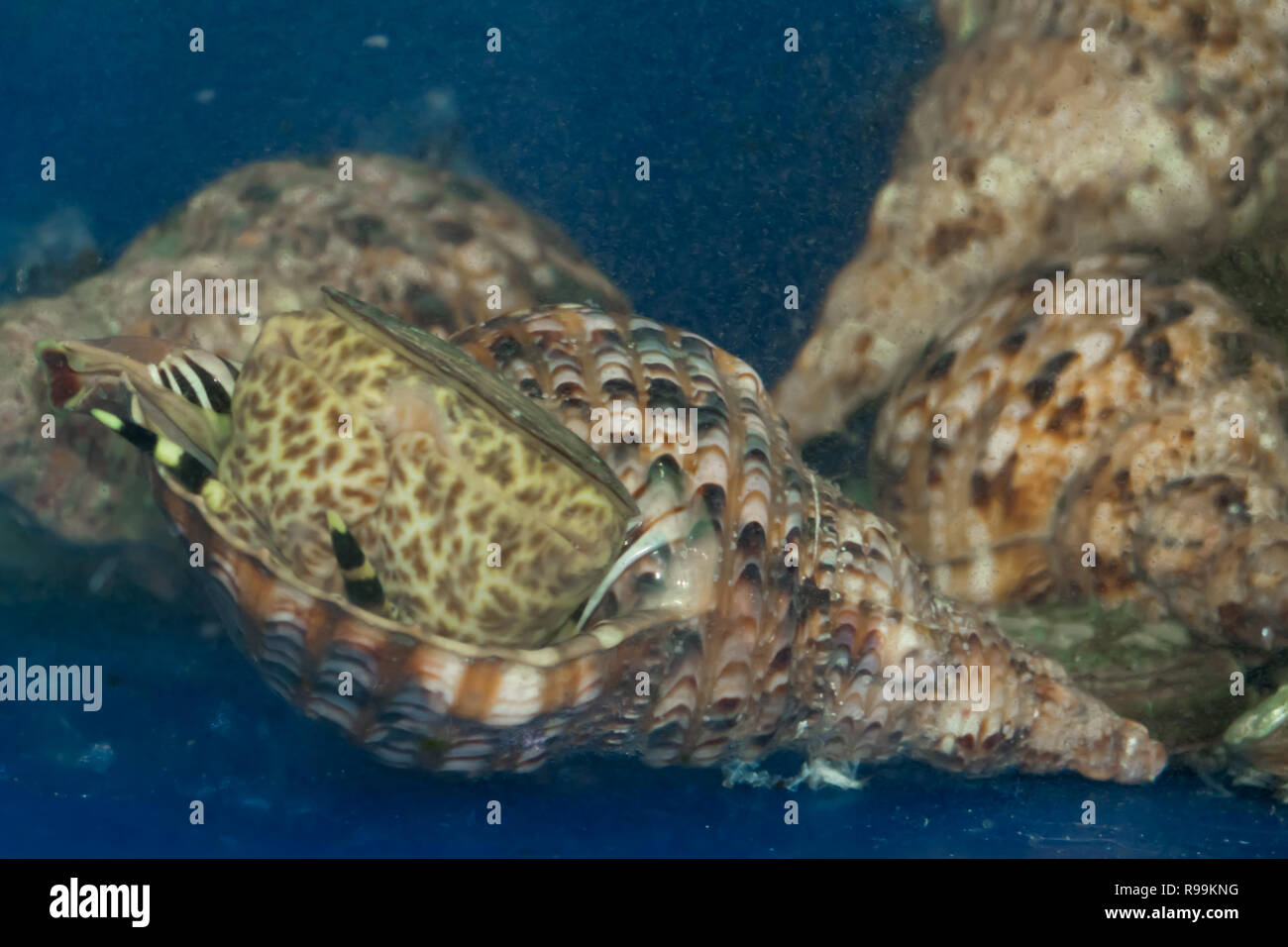 Helmet shells hi-res stock photography and images - Alamy