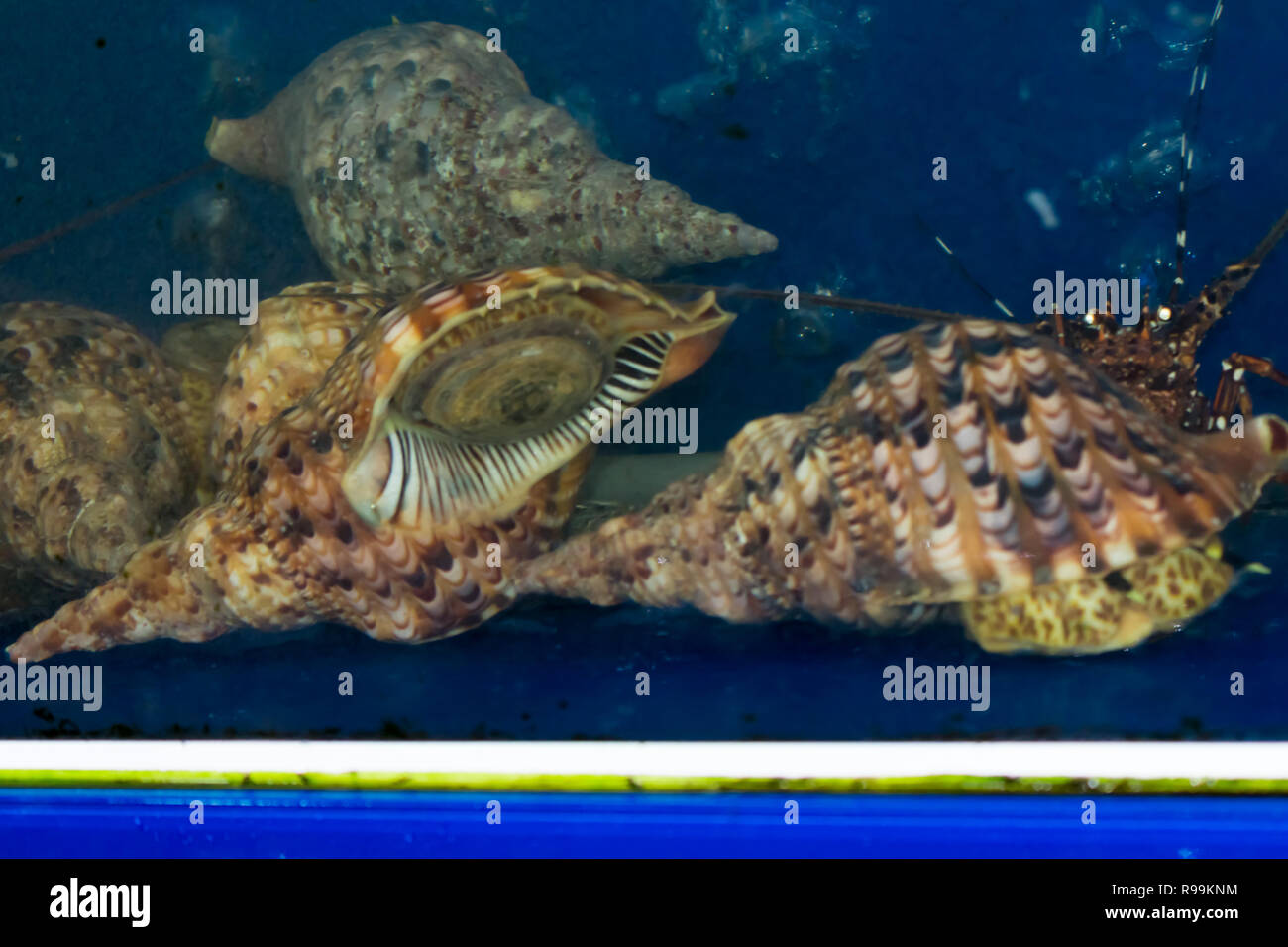 Wildlife shells hi-res stock photography and images - Alamy