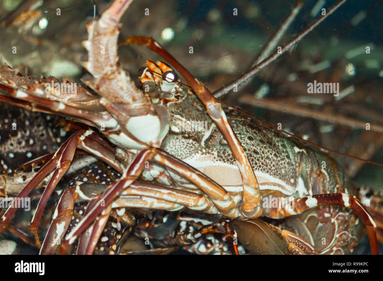 Close up of Nephropidae! Stock Photo - Alamy
