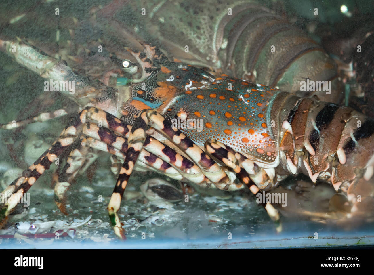 Nephropidae hi-res stock photography and images - Alamy