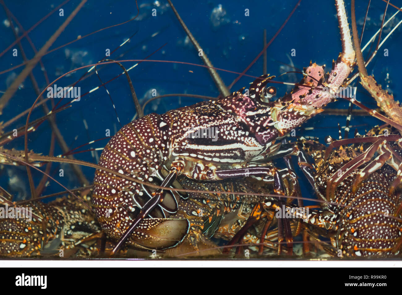 Close up of Nephropidae! Stock Photo - Alamy