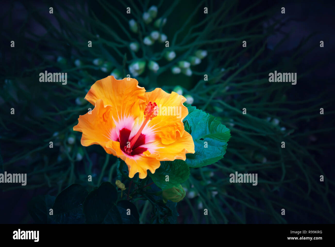 Bright yellow flower of hibiscus (Hibiscus rosa sinensis) in garden ...