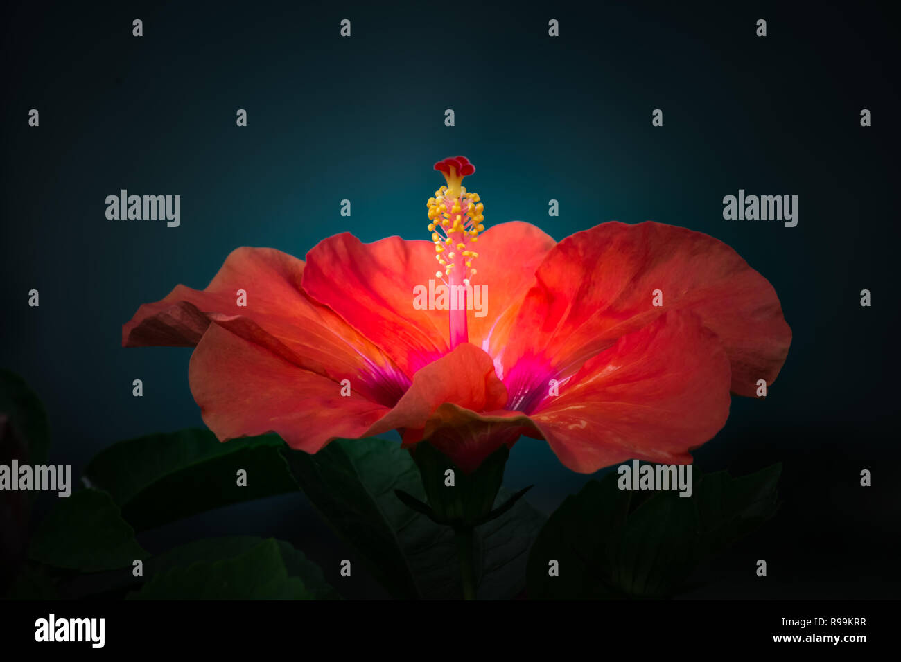 Bright red flower of hibiscus (Hibiscus rosa sinensis) in garden ...