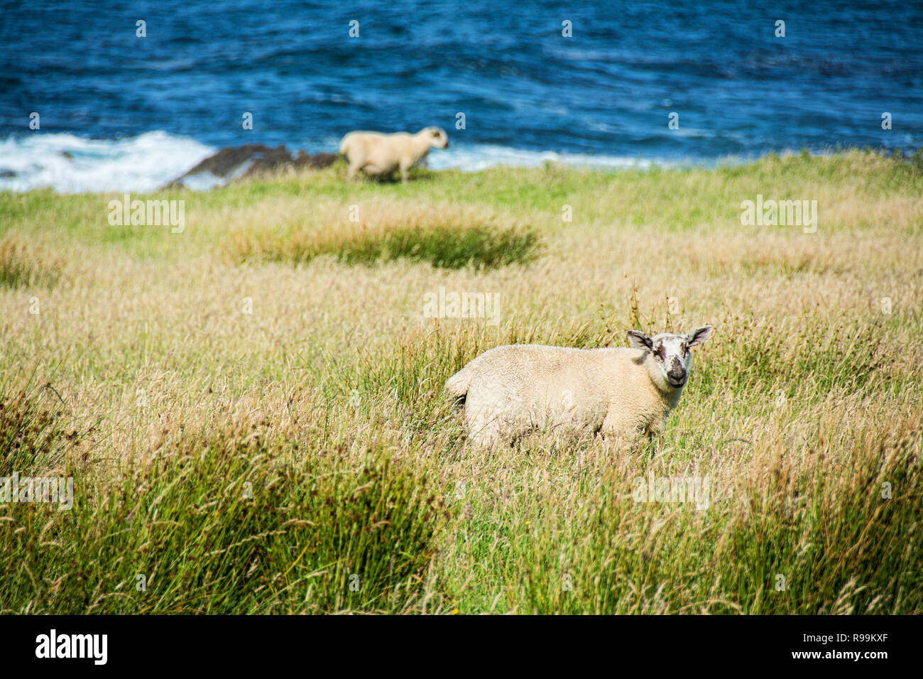 Donegal sheep hi-res stock photography and images - Alamy