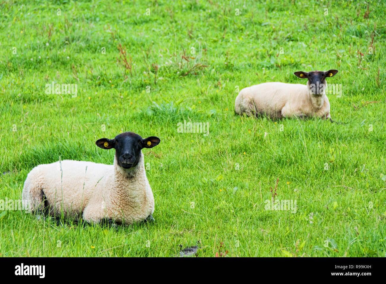 Landscapes of Ireland. Sheep grazing, Galway county Stock Photo - Alamy