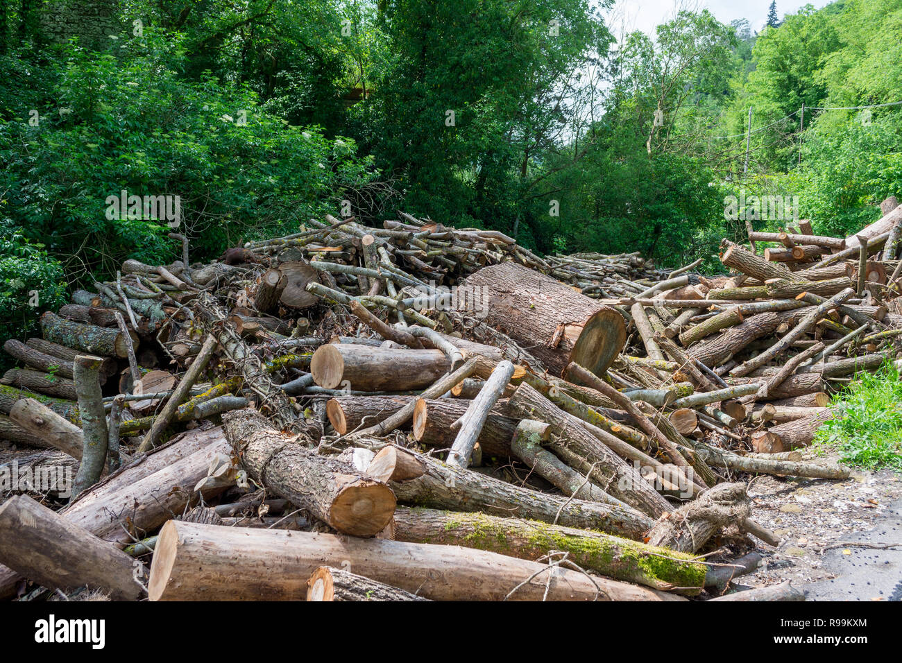 Freshly cut wood hi-res stock photography and images - Alamy