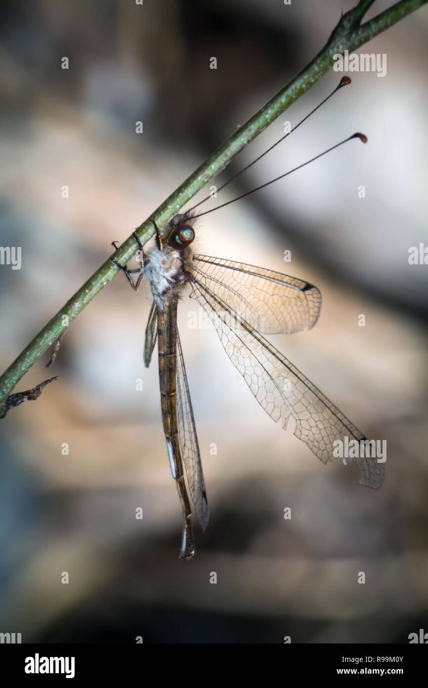 Tropical owlfly hi-res stock photography and images - Alamy