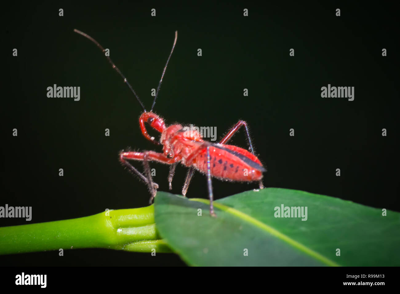 close up of Oncopeltus fasciatus insect in garden Stock Photo - Alamy