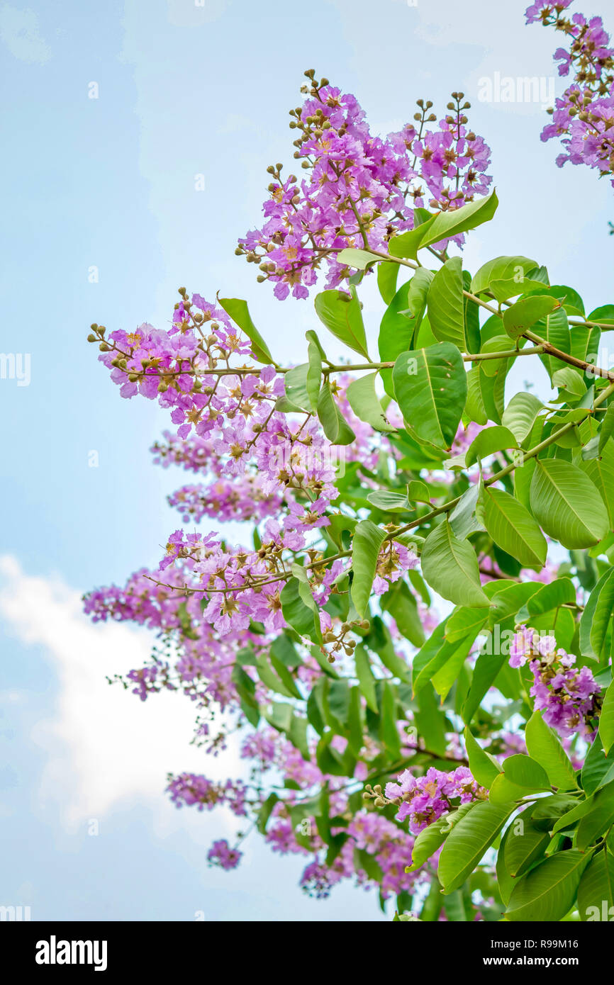 Lagerstroemia speciosa hi-res stock photography and images - Alamy