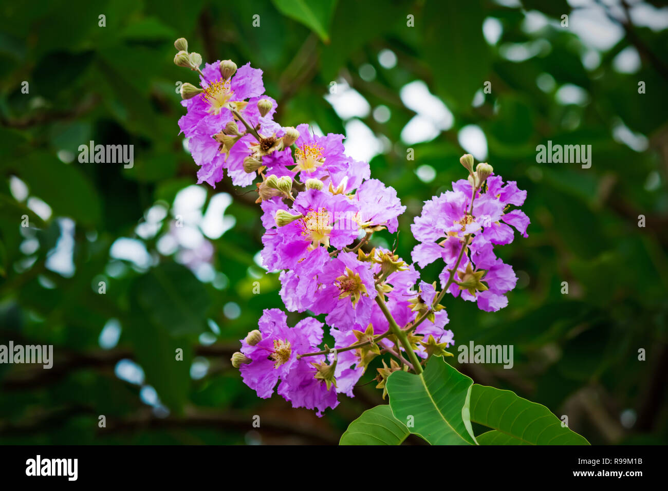 Lagerstroemia speciosa hi-res stock photography and images - Alamy