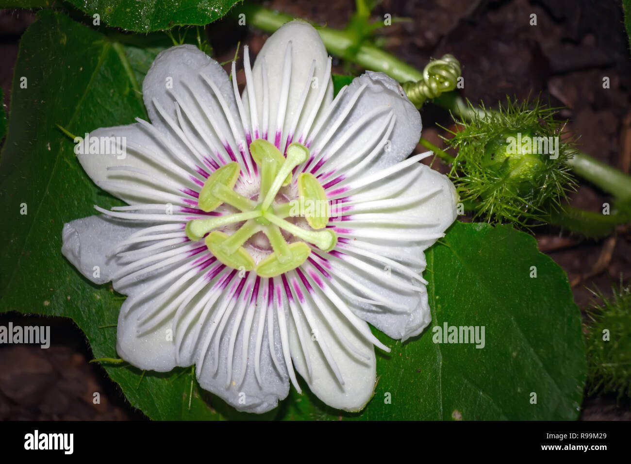 Lady Margaret Passion Flower Plant - Passiflora Stock Photo - Alamy