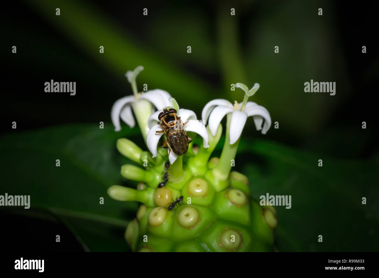 Noni fruit and flower on the tree, Morinda citrifolia Stock Photo - Alamy