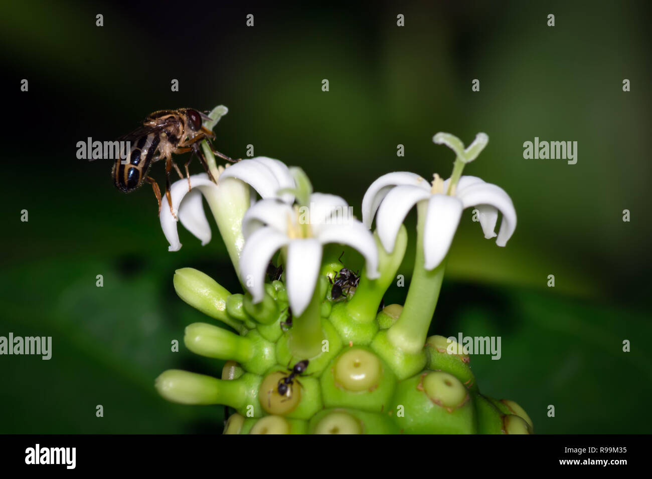 Noni tree hi-res stock photography and images - Alamy