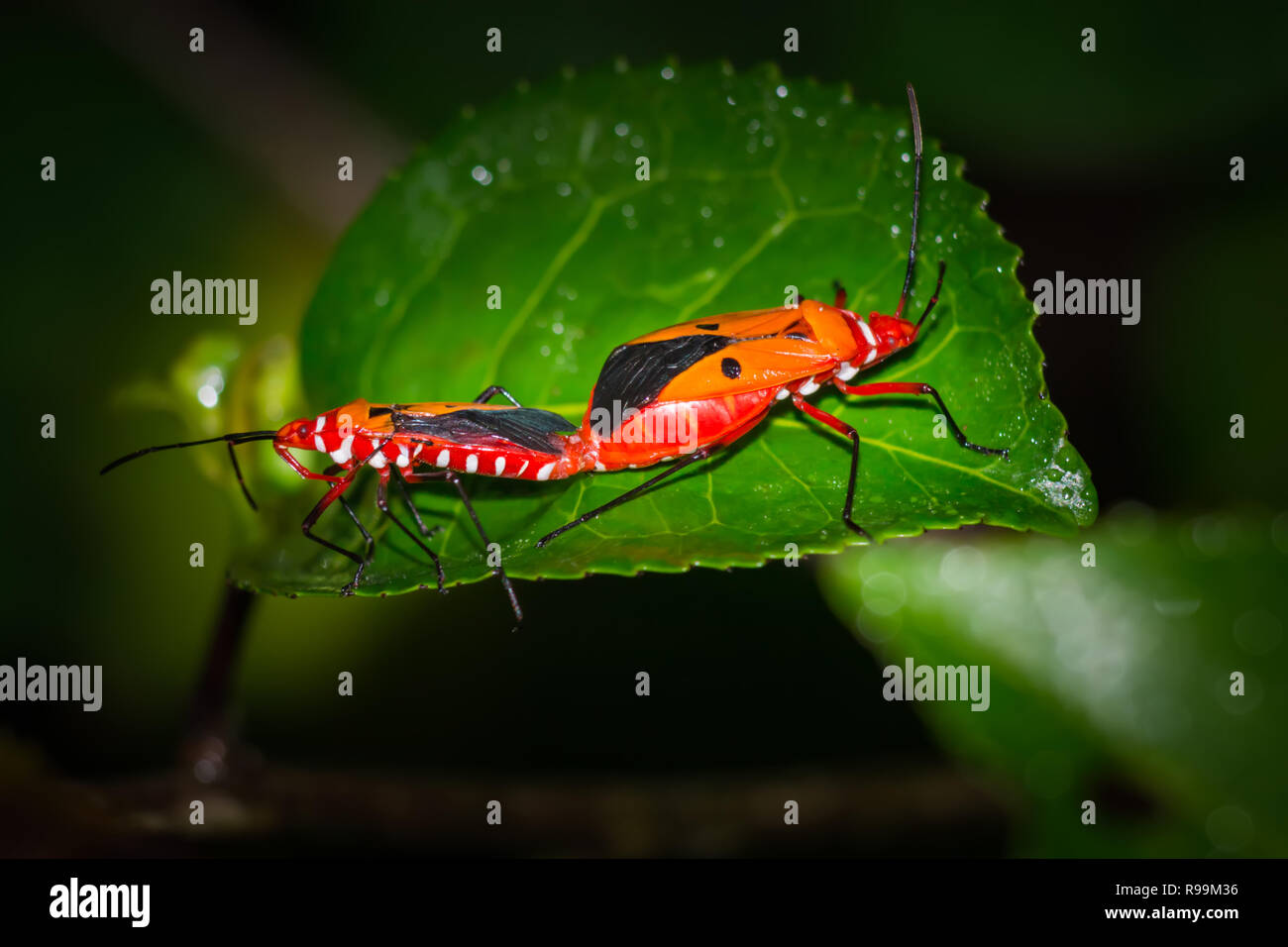 Red Cotton Bug - Mating Dysdercus cingulatus Stock Photo - Alamy