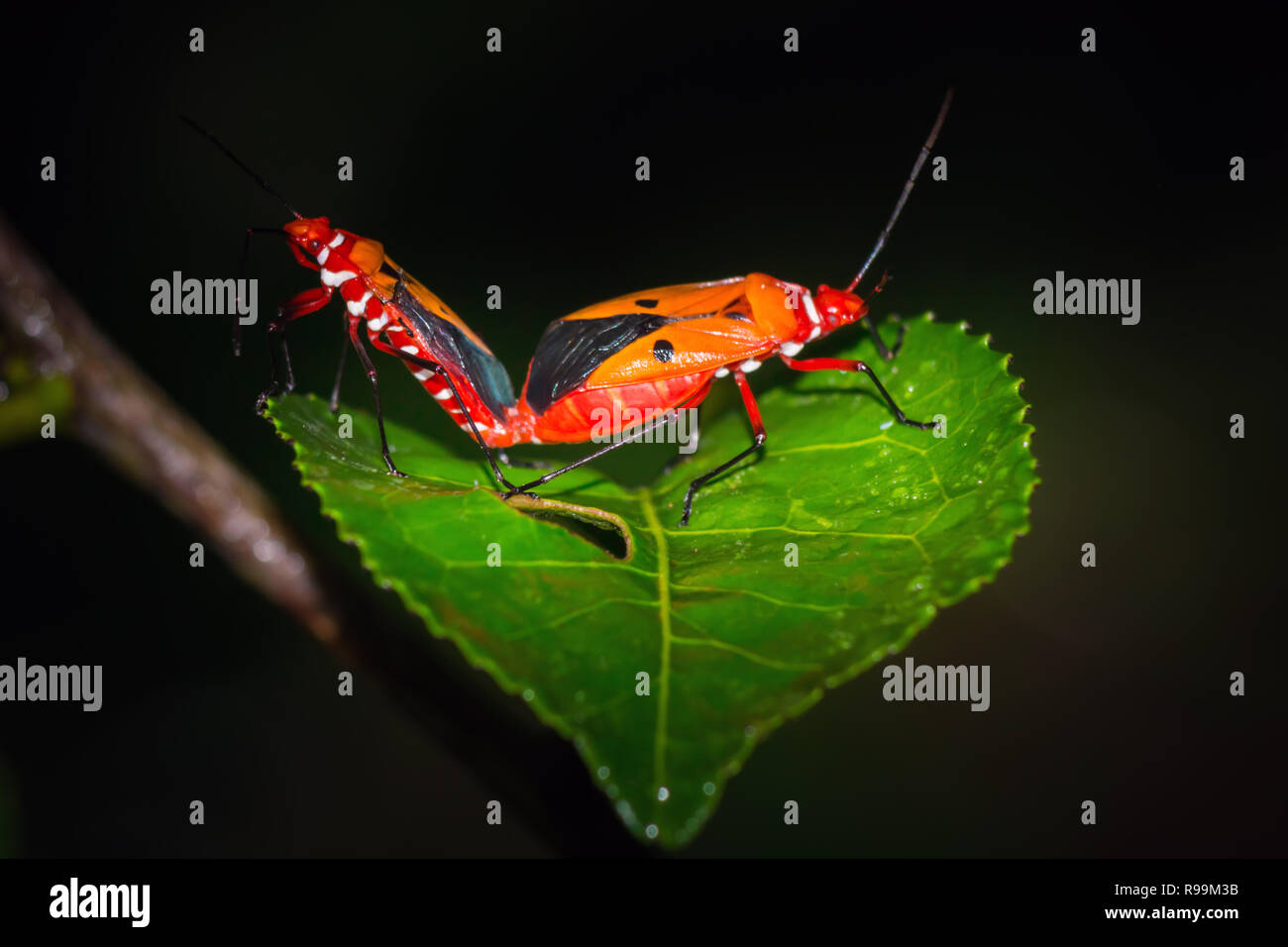 Red Cotton Bug - Mating Dysdercus cingulatus Stock Photo - Alamy