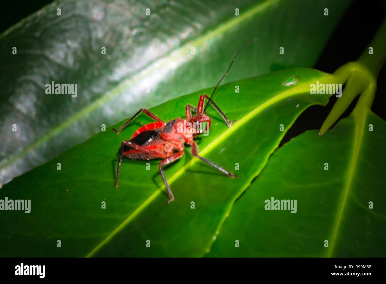 Red Cotton Bug - Mating Dysdercus cingulatus Stock Photo - Alamy