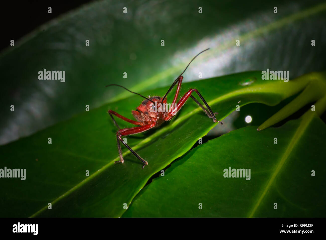 Red Cotton Bug - Mating Dysdercus cingulatus Stock Photo - Alamy