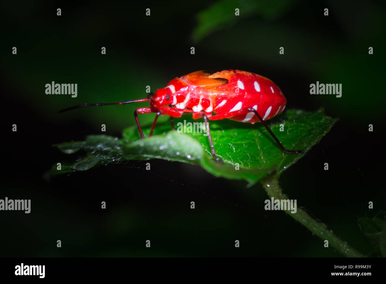 Red Cotton Bug - Mating Dysdercus cingulatus Stock Photo - Alamy