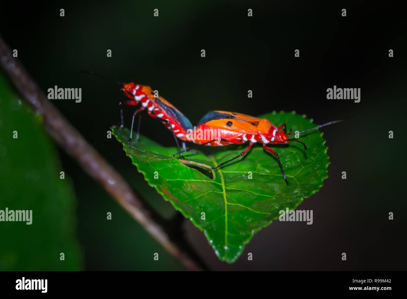 Red Cotton Bug - Mating Dysdercus cingulatus Stock Photo - Alamy