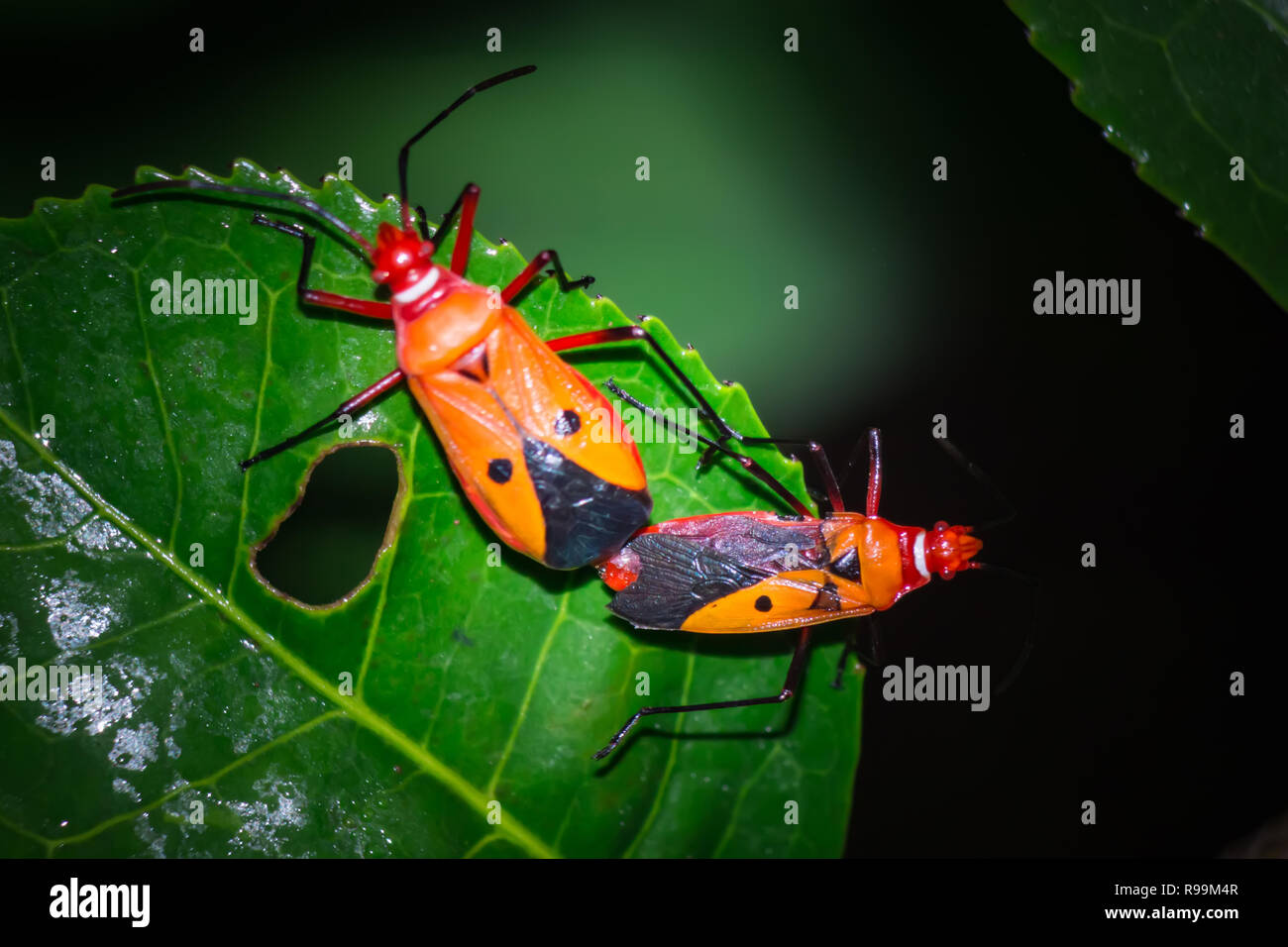 Red Cotton Bug - Mating Dysdercus cingulatus Stock Photo - Alamy
