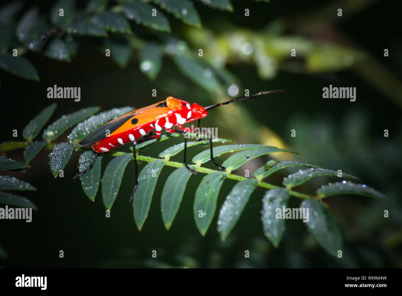 Red Cotton Bug - Mating Dysdercus cingulatus Stock Photo - Alamy