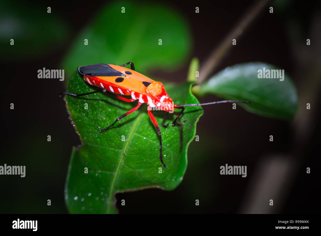 Red Cotton Bug - Mating Dysdercus cingulatus Stock Photo - Alamy