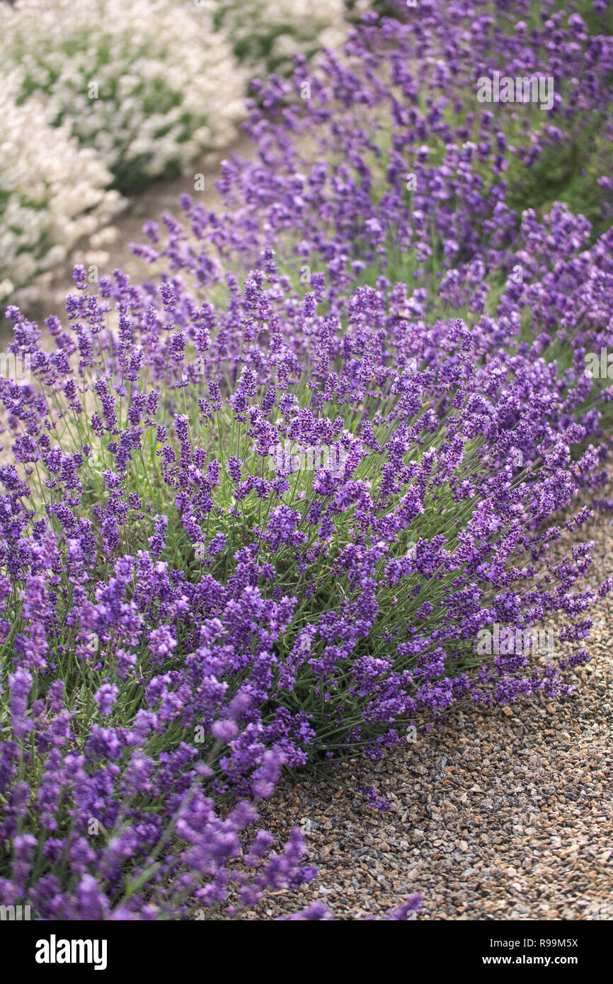 Flowering aromatic lavender shrub Levandulla angustifolia ´Sentivia ...