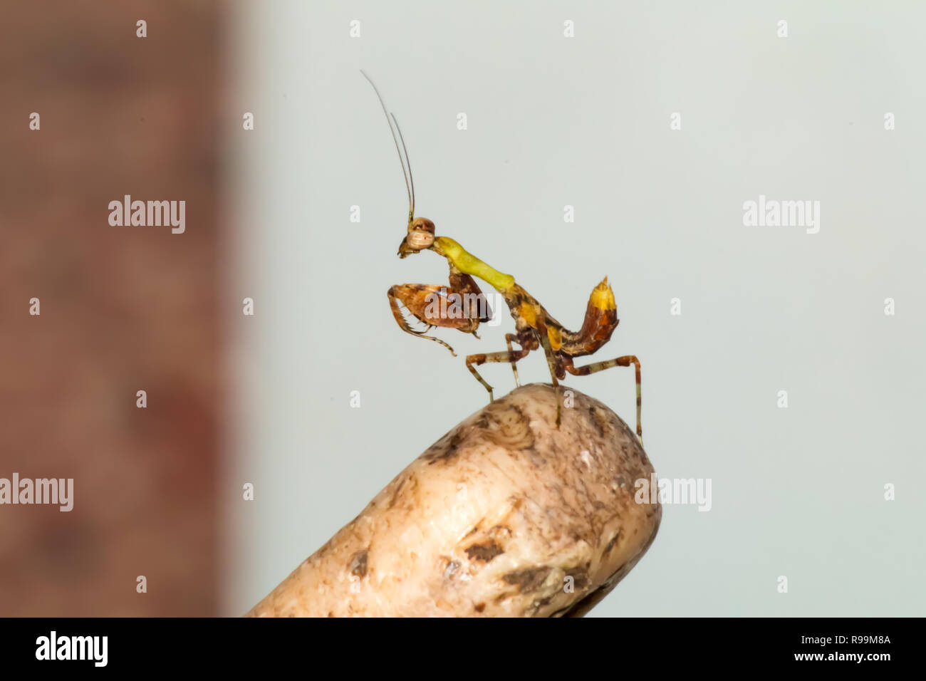 Mantis wallpaper hi-res stock photography and images - Alamy