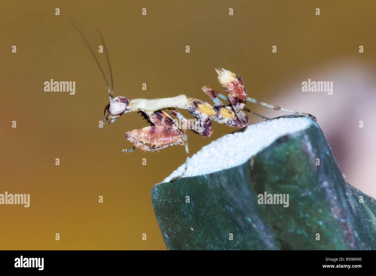 Mantis wallpaper hi-res stock photography and images - Alamy