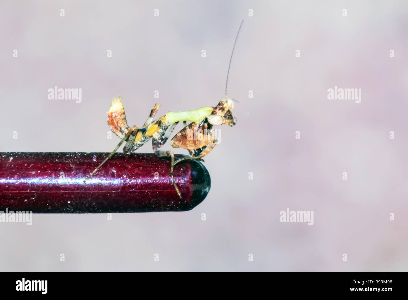 Close up small mantis in the garden! Stock Photo - Alamy