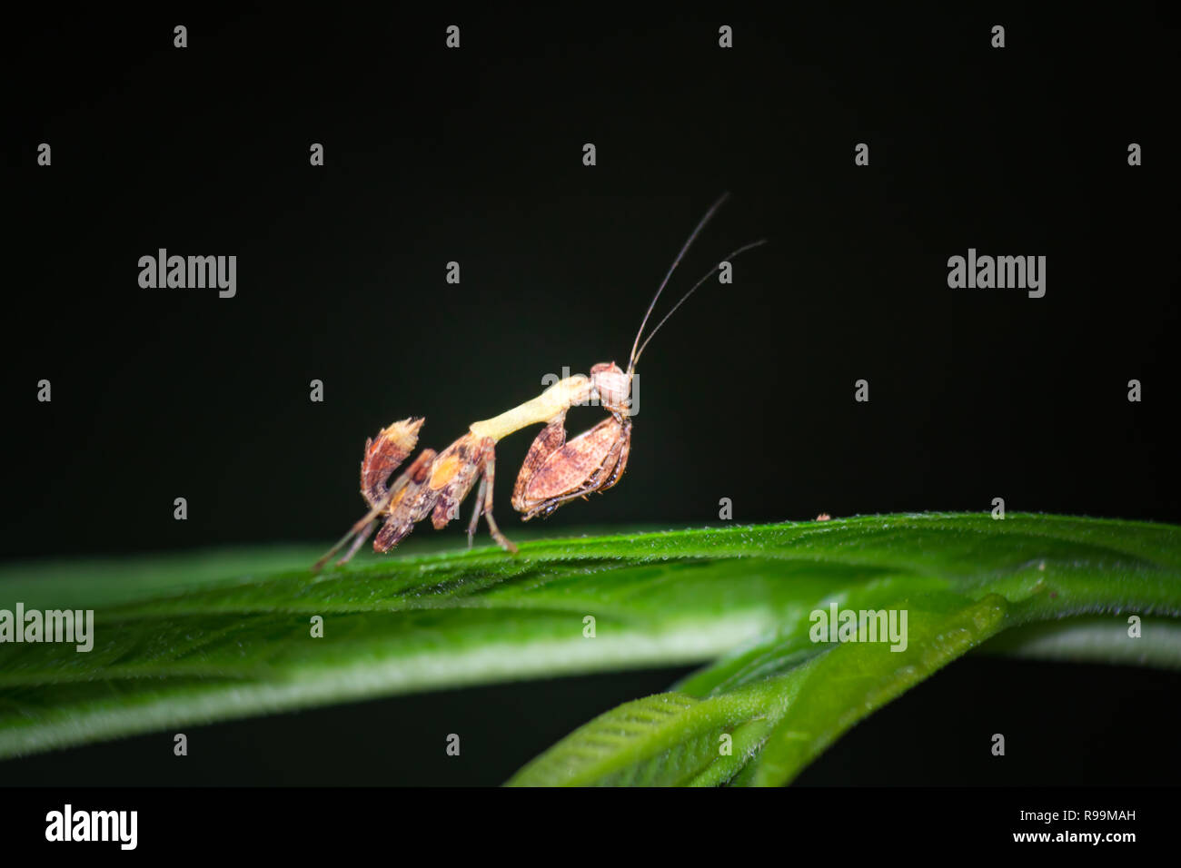 Mantis wallpaper hi-res stock photography and images - Alamy