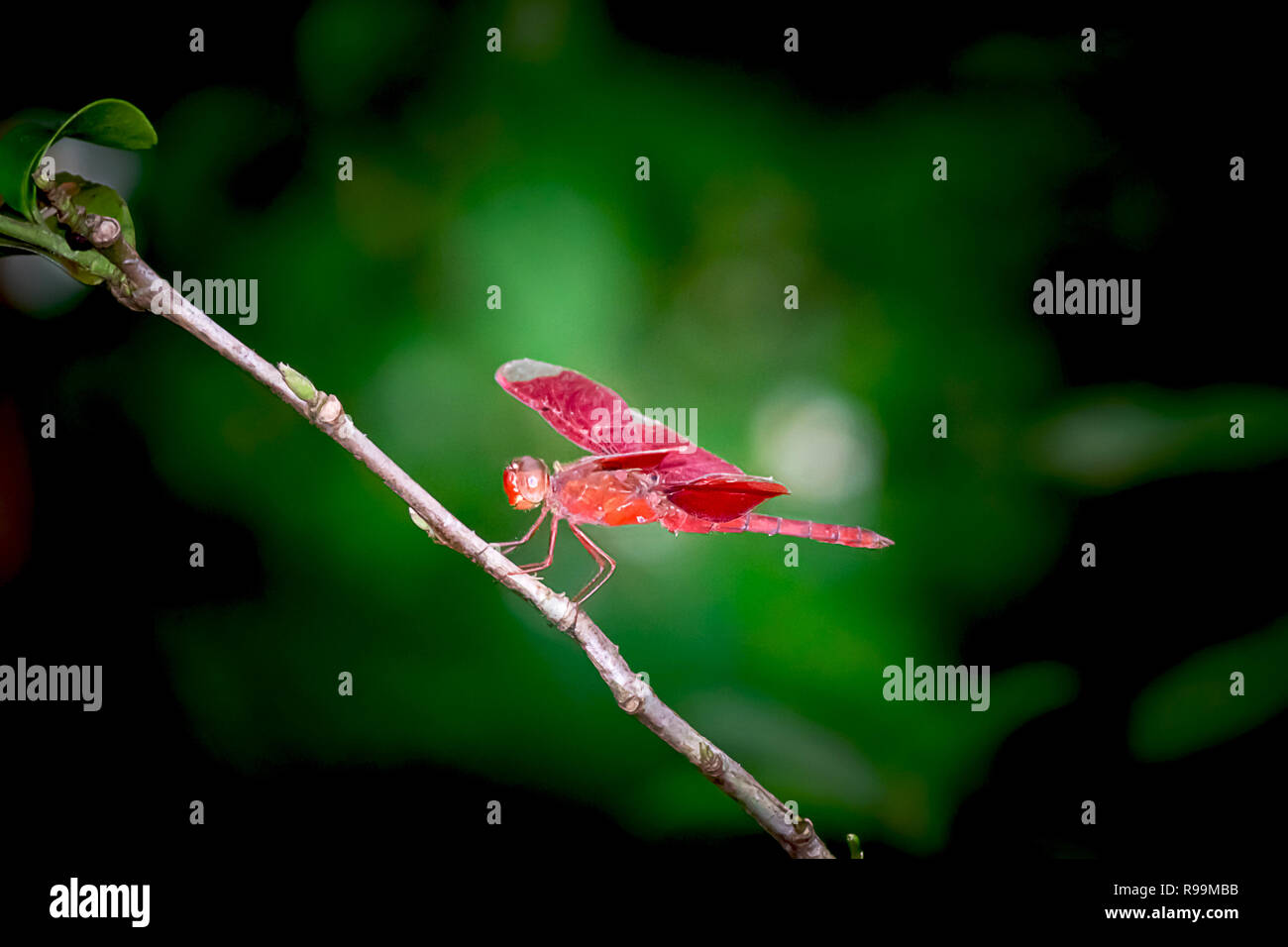 Most beautiful dragonfly hi-res stock photography and images - Alamy