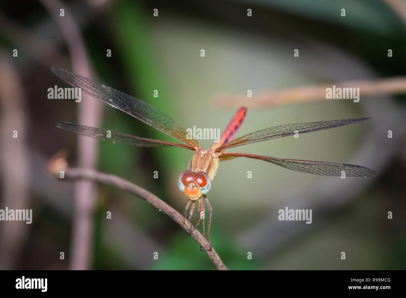 Most beautiful dragonfly hi-res stock photography and images - Alamy