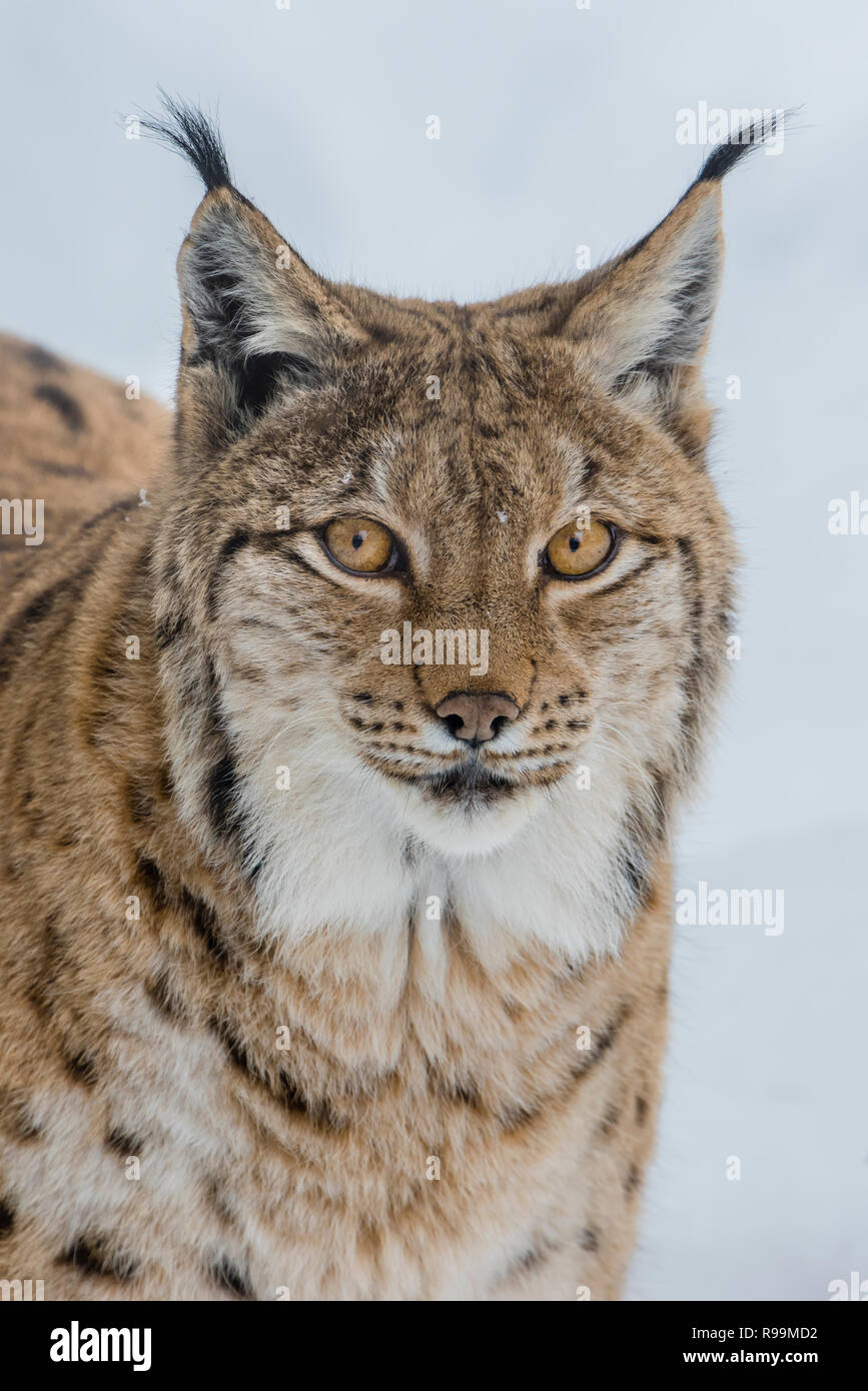 Eurasian lynx lynx lynx mother hi-res stock photography and images - Alamy