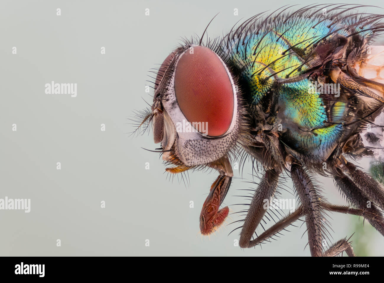 Goldfliege, Lucilia sericata, Green Bottle Fly - Detailed Microscope ...