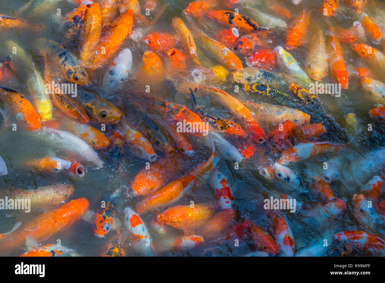 Koi in pond (koi fish Stock Photo - Alamy