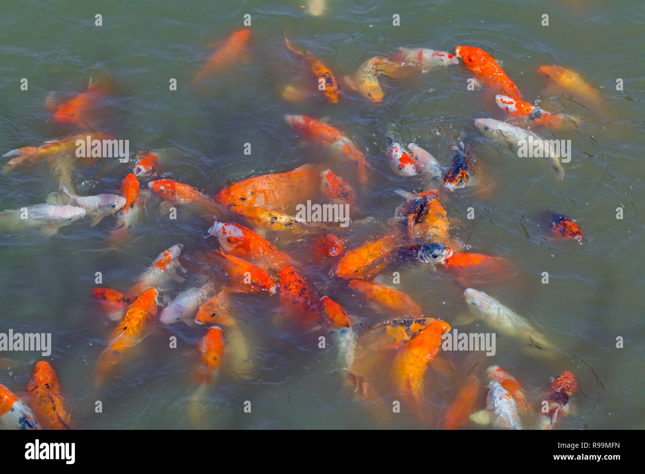 Koi fish wallpaper hi-res stock photography and images - Alamy