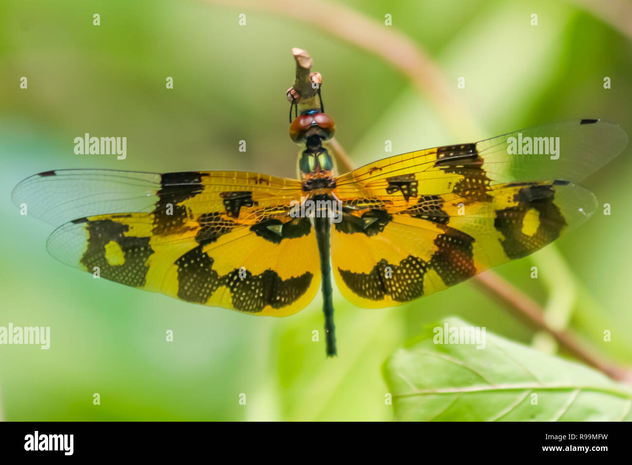 Most beautiful dragonfly hi-res stock photography and images - Alamy