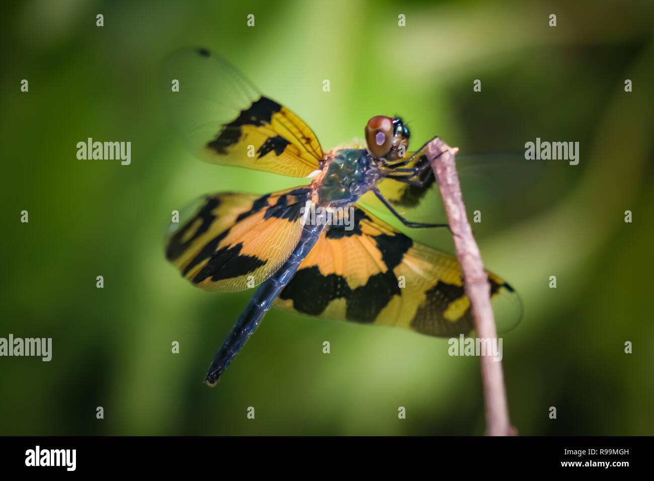 Dragonfly biology hi-res stock photography and images - Alamy