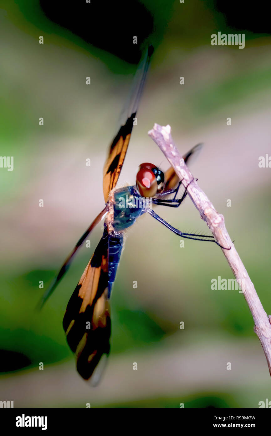 Dragonfly biology hi-res stock photography and images - Alamy