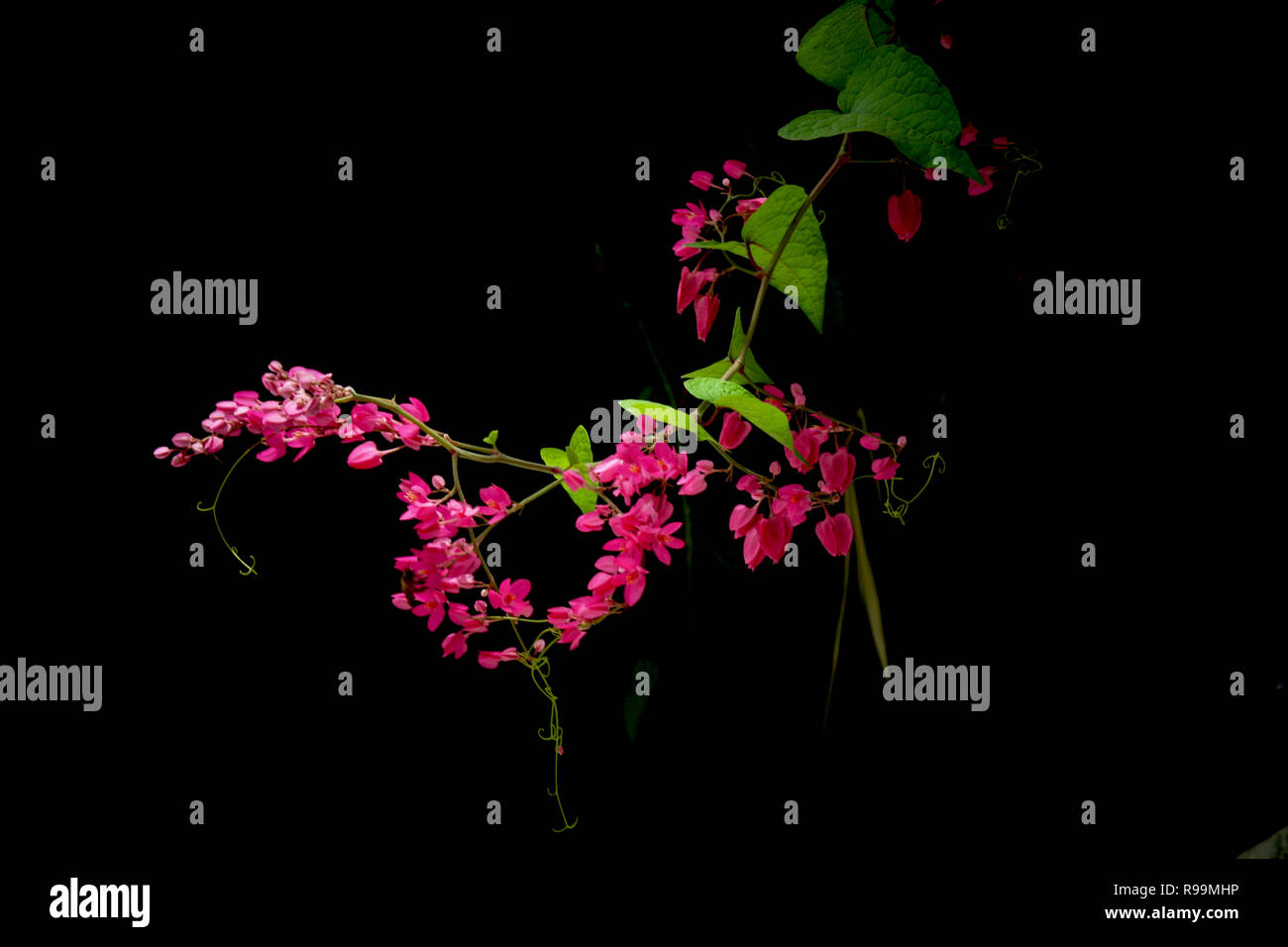 Blooming pink antigonon leptopus hi-res stock photography and images ...