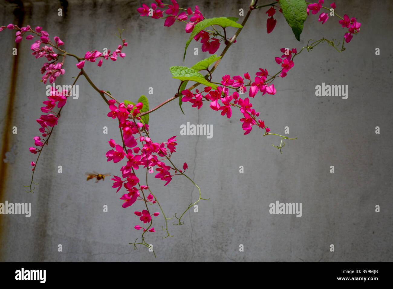 Antigonon hi-res stock photography and images - Alamy
