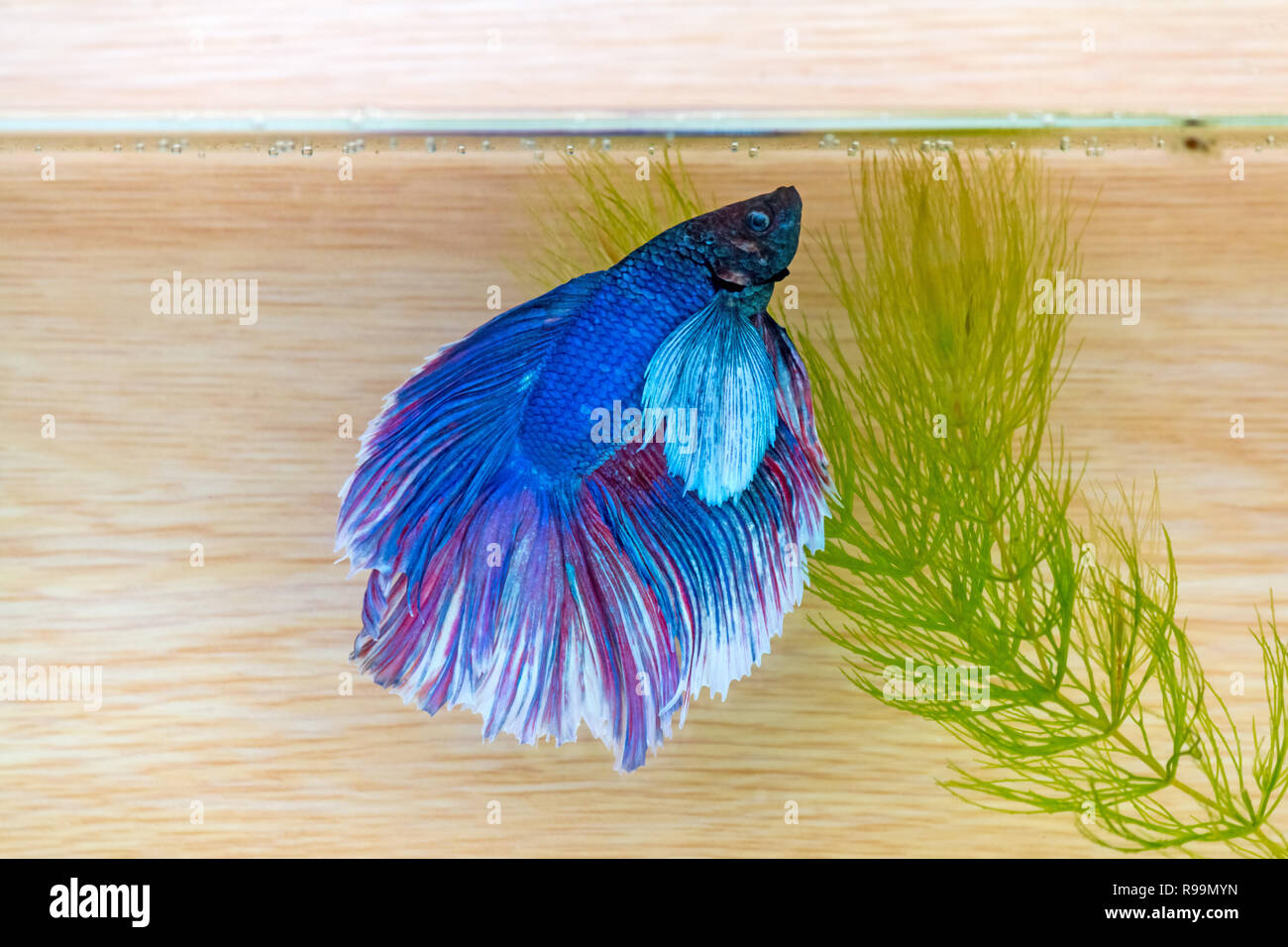 Fire fighting pond hi-res stock photography and images - Alamy