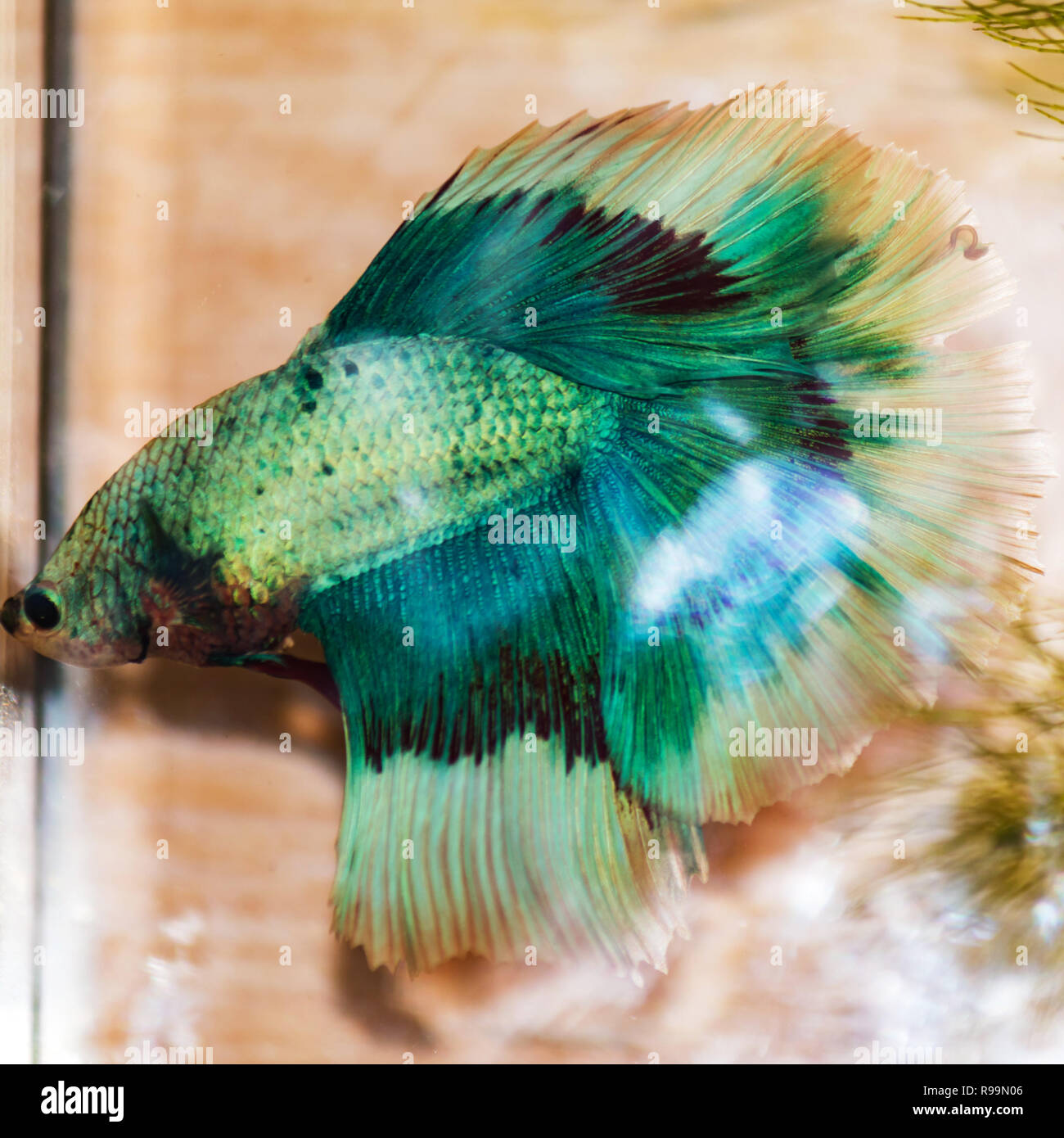 Fighting fish in water! Stock Photo - Alamy