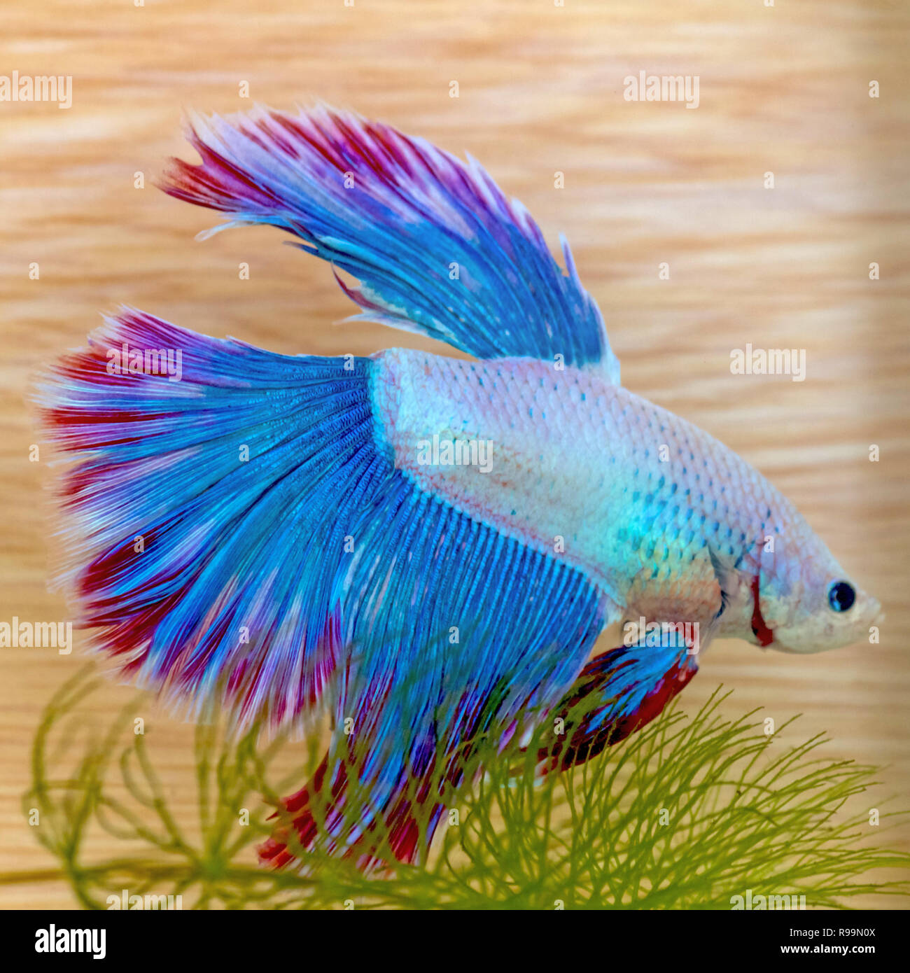 Fighting fish in water! Stock Photo - Alamy